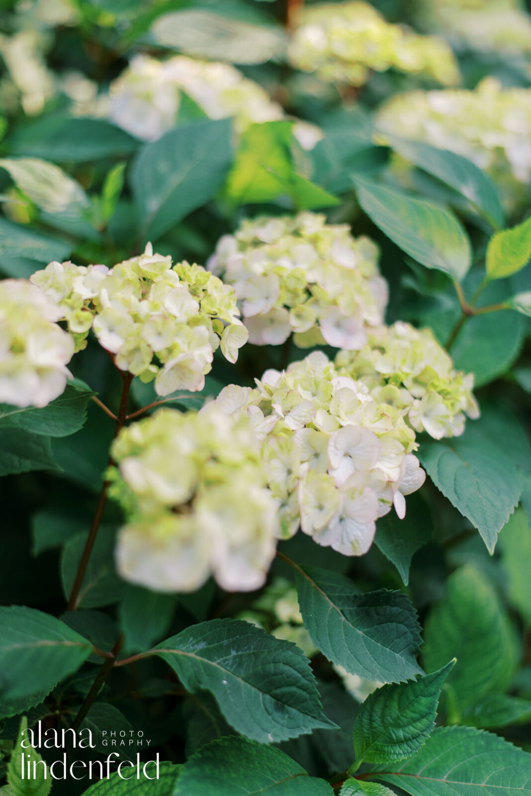 Romantic Summer Ault Park Engagement Photos | Madi + Alex ...