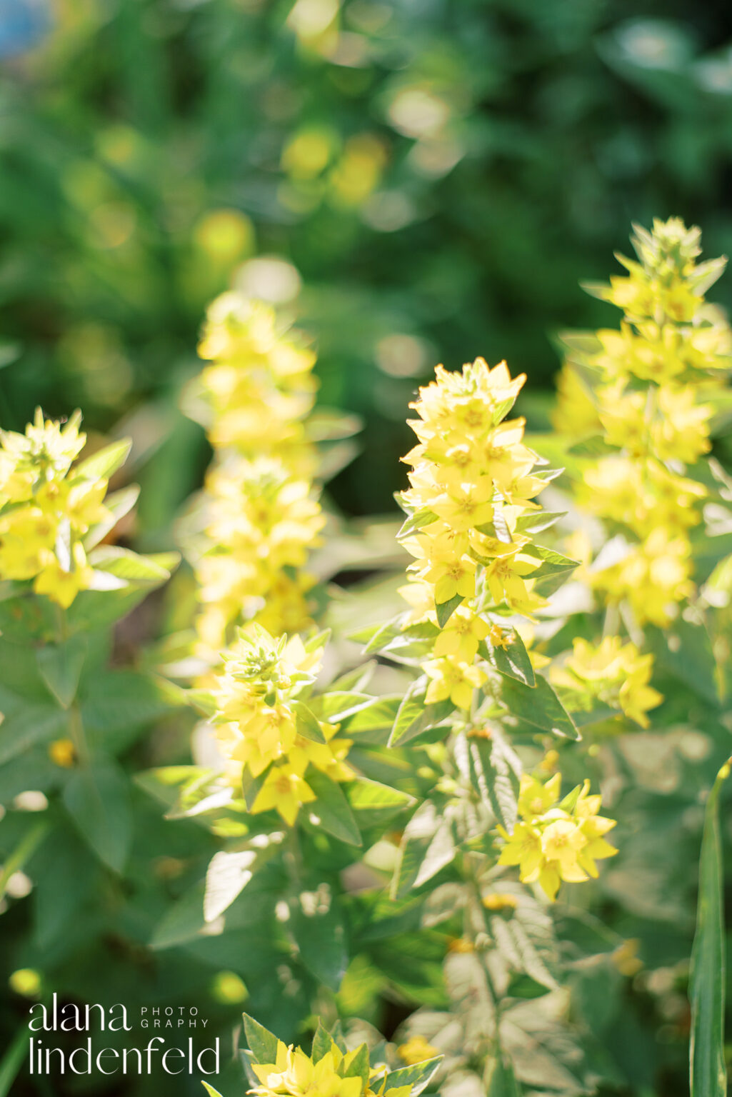 Romantic Summer Ault Park Engagement Photos | Madi + Alex ...